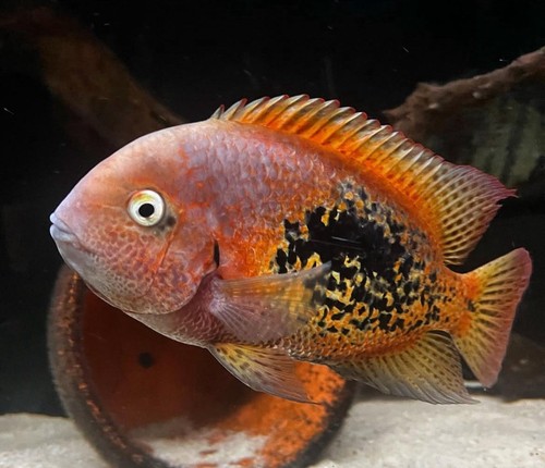 1 Live Unsexed vieja bifasciata Cichlid Size Large 2.5 -4” Inch Fish A+ ...