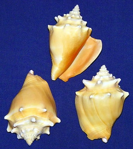 Strombus alatus~Florida Fighting Conch~3"~(2 Shells) | eBay
