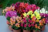 Snapdragon Seeds Snapdragon Snappy Orchid Flame 50 Seeds | eBay