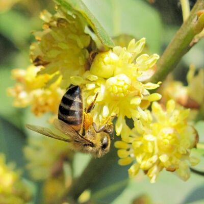 Standard Bay Tree for sale | eBay UK