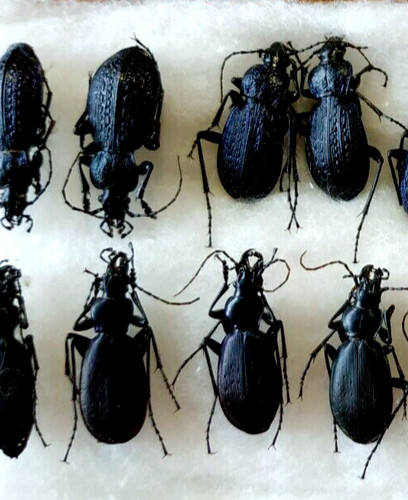 Carabus SET, Carabus (Tribax) osseticus osseticus, C. armeniacus 4 pcs | eBay