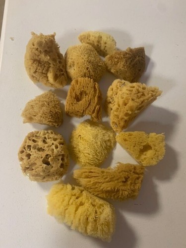 Natural Sea Sponge SET OF 12 UTILITY SPONGES WOOL YELLOW GRASS NATURAL ...