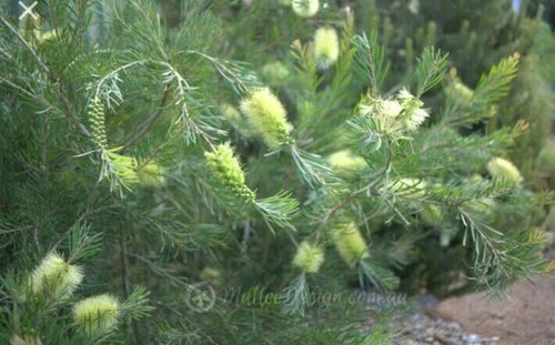 BOTLEBRUSH Callistemon pachyphyllus-Wallum - Green - - 300+Seeds | eBay