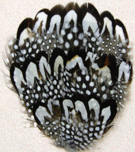 The Fabulous Feather Store | eBay Stores