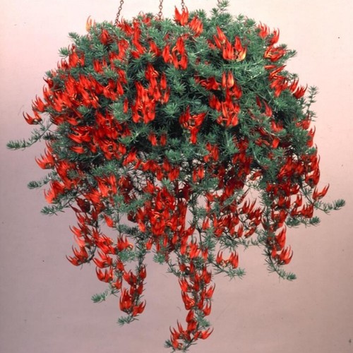 Lotus Plug Plants Parrot'S Beak Garden Red Flowers Trailing Perennial ...