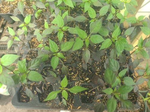 ORNAMENTAL PEPPERS MIDNIGHT FIRE 6 PLANT PLUGS FREE SHIPPING! | eBay