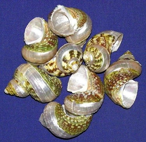 Green Silver Mouth Banded Turbo Stenogyrus Shells~1-1/2" (5 Shells) | eBay