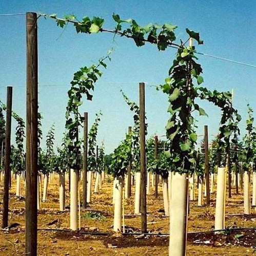 Grow Tubes For Vines Vineyards Orchard Plantra Jump Start | eBay