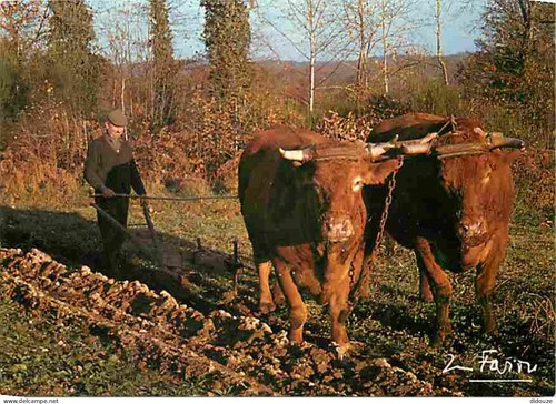 Carte Postale - Animaux - Vaches - Le Laboureur - Paysans - Charrue ...