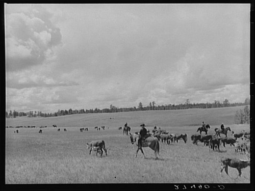 Custer National Forest,Montana,MT,Three Circle Ranch,Arthur Rothstein ...