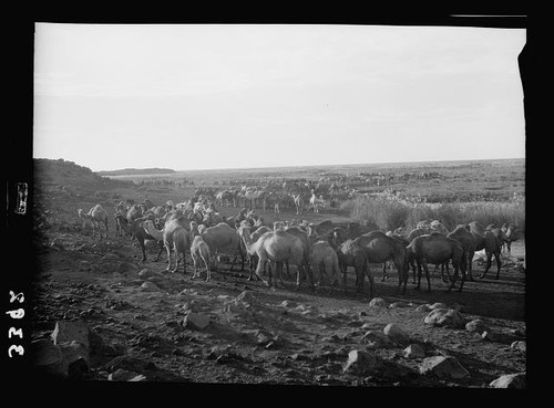 El-Azrak & Wadi Sirhan in the Arabian Desert,Druse,Druze,Jordan,Middle ...