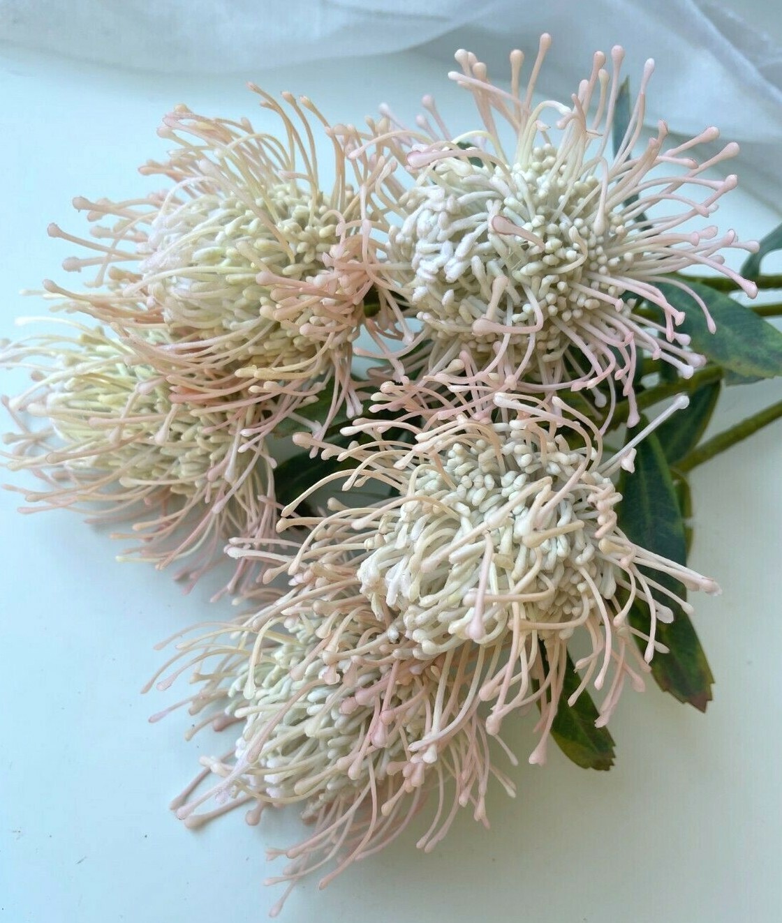 AUSTRALIAN NATIVE FLOWER STEM WHITE LEUCOSPERMUM FLOWERS ARTIFICIAL ...
