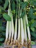 6 Live ORGANIC Lemongrass Stalks Plugs Cymbopogon Sereh Plant Lemon ...