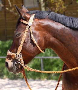 Hackamore Trense in Westerntrensen & Kopfstücke online kaufen | eBay