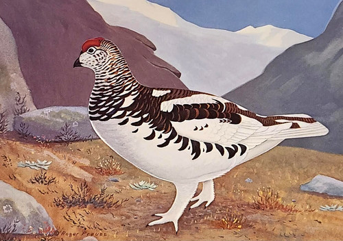 NEW White-Tailed Ptarmigan Print by Roger Preuss - Hunting - Cabin ...