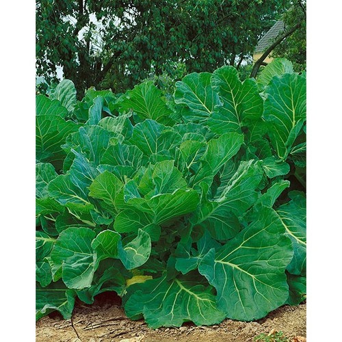 1,000 Kale Portuguese Seeds Couve tronchuda Non-GMO Heirloom Free ...