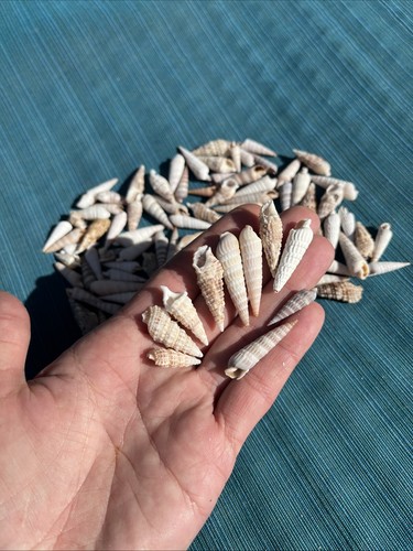 20 Auger / Cerith Seashells Mix SW Florida FL Crafting Shells Crafts ...