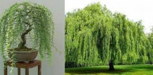 Weeping tea tree! RARE! Hardy!!! Ideal indoor or outdoor bonsai! 50 ...