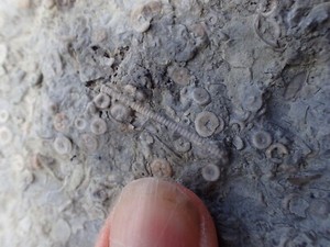 SolOpsArt | eBay Stores