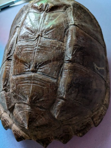 Genuine Snapping Turtle Shell with Plastron | eBay