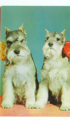 DOG-MINIATURE SCHNAUZERS-#99436-PARTY BOYS-#707-(DOG-255*) | eBay