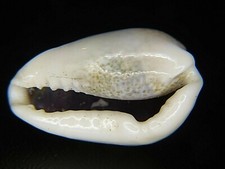 seashellauction | eBay Stores