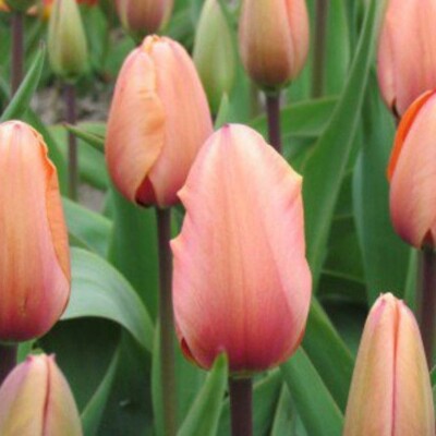 Tulip Tulipa Bulbs for sale | eBay