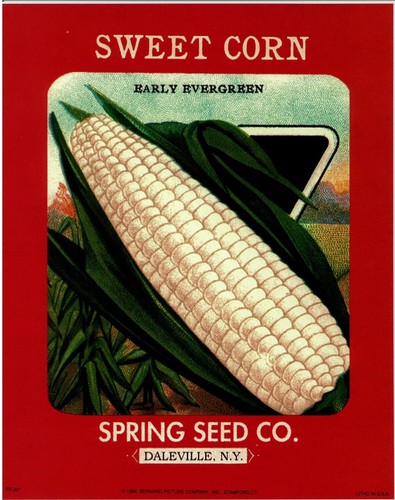 (8 x 10) Art Print FR237 Bernard Picture Co. Sweet Corn Spring Seed Co ...