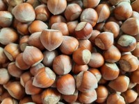 In Shell Filberts - 5 lb. - Treasured Harvest Brand | eBay