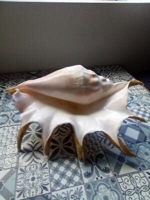 Large Sea Shells for sale | eBay