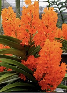 Machiela's Orchids | eBay Stores