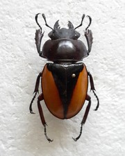 Lucanidae Beetle for sale | eBay