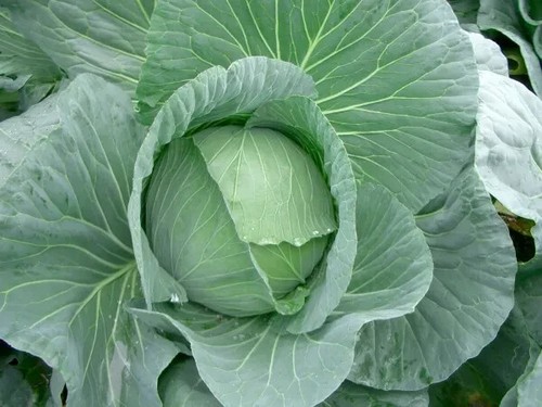 Cabbage Mini Ball Seeds Vegetable Seeds Cabbage F1 Hybrid Cabbage Seeds ...
