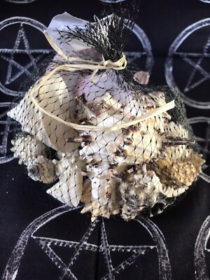 Bag Of Shells for sale | eBay