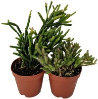 Astrophytum KIKO nudum rare cactus plant cacti 15 SEEDS | eBay