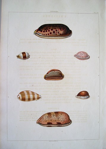 Antique Seashell Print: George Perry: Original Aquatint Shell Print ...