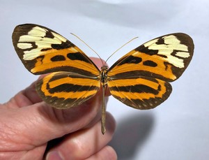 TheInsectcollector | eBay Stores