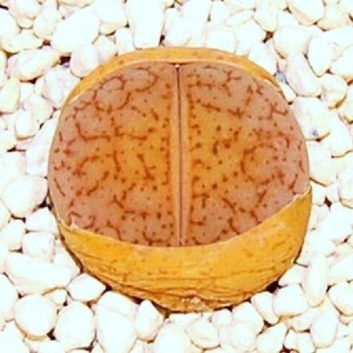 Dinterops Stones Throw rare mesembs exotic aloe succulent living stones ...